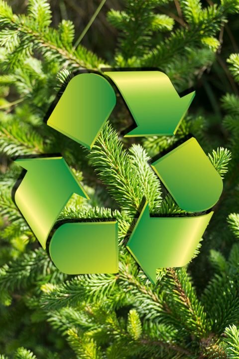 How to Recycle Your Christmas Tree - BC Christmas Trees Association